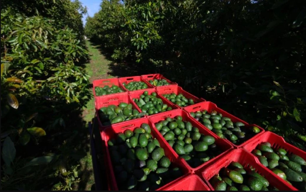 Productores de aguacate tienen “plan B” para sobrevivir a los aranceles de Trump