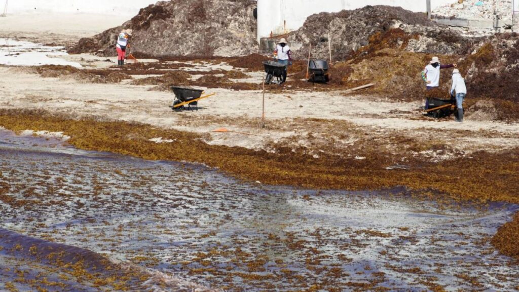 Sargazo se ensaña con el norte de Quintana Roo, 38 playas reportan ...