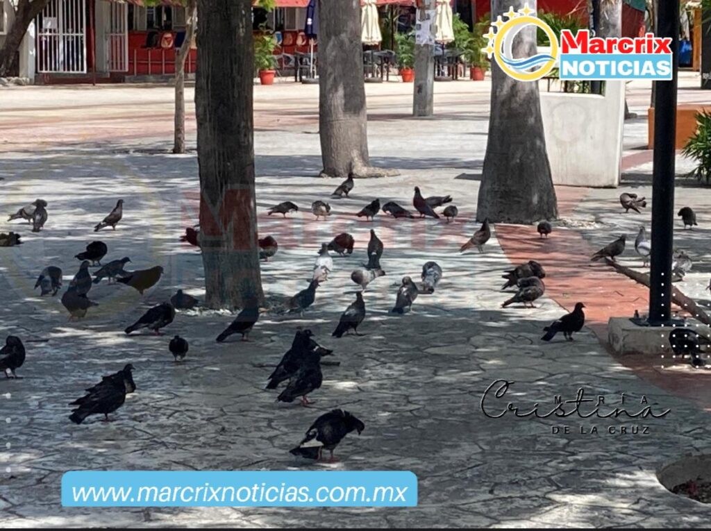 Persisten palomas en el Parque de Las Palapas